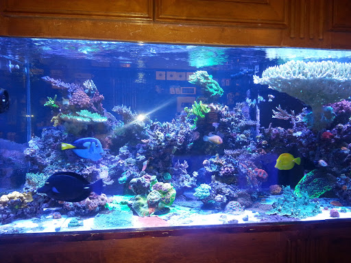 Tropical Fish Store «World Wide Corals», reviews and photos, 11765 S ...