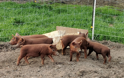 Avrom Farm - AZexplained