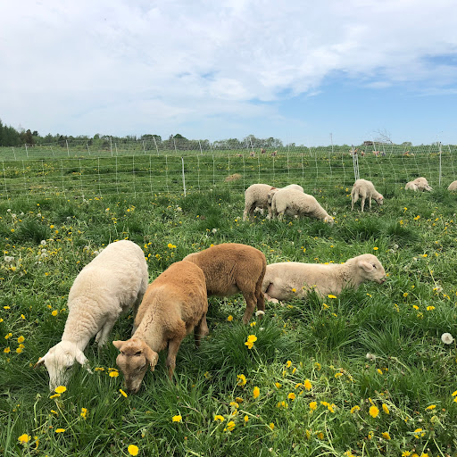 Jackson Regenerational Farm - AZexplained