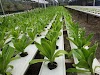 Kerling Farm di bandar Kerling