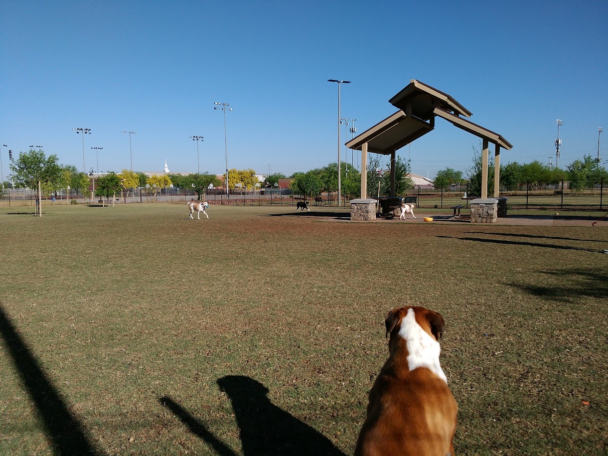 2025 Ranked: Best Dog Parks in Phoenix