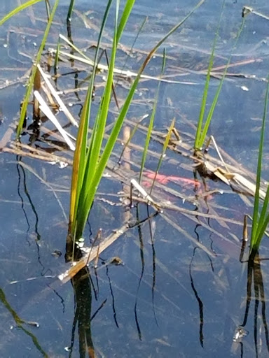 Bell Pond in Shrewsbury Street, Worcester, Massachusetts - Zaubee
