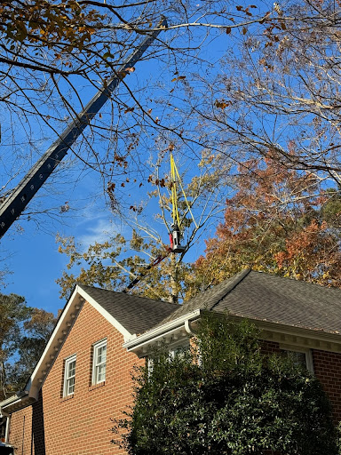 Tree Service Virginia Beach VA | Tree Pruning & Removal