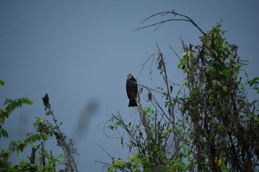 Lago De La Represa De Chongon in Guayaquil, - Zaubee
