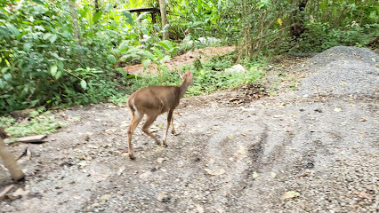 Wild Sun Rescue Center - Del Super Chicho, 100 m Sur, 700 m Oeste ...