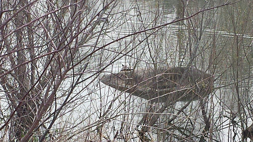 Nature Preserve «Rock Run Preserve - Paul V. Nichols Access», reviews ...