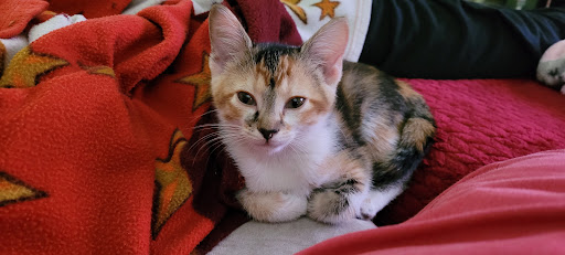 Paws In Middle Georgia Animal Rescue in Warner Robins, Georgia - Zaubee