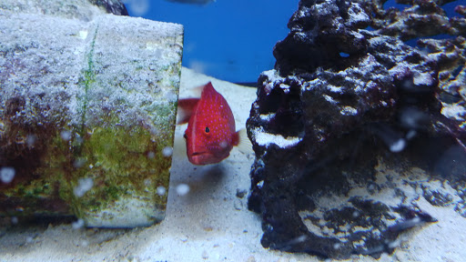 Aquarium «Greentree Pet Center», reviews and photos, 1604 Greentree ...