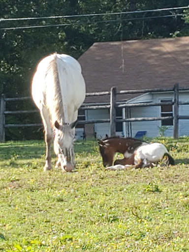 Trinity Appaloosa Farm - AZexplained