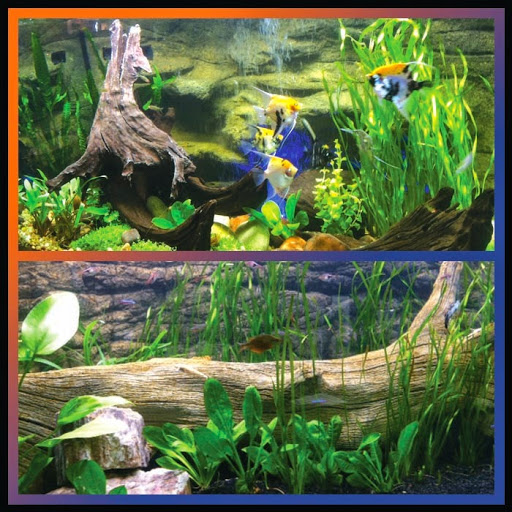 Aquarium «Universal Rocks», reviews and photos, 805 Shepherd Dr ...