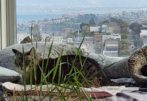 San Francisco SPCA Adoption Center in Mission District, San Francisco ...