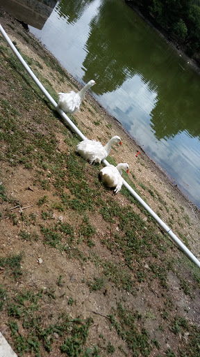 Park «Gilbert Denman Estate Park», reviews and photos, 7735 Mockingbird ...