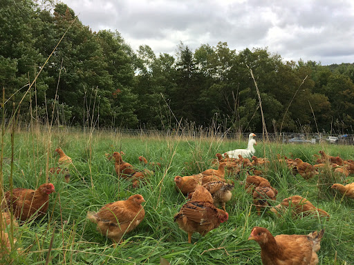 Flatlander Farm - AZexplained