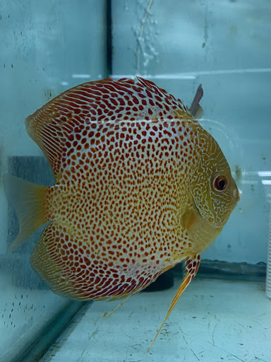 Tropical Fish Store «Jack Wattley Discus», reviews and photos, 6944 NE ...