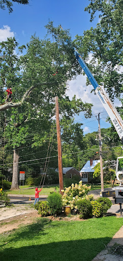 Tree Trimming & Removal Services Decatur, GA | Don's Tree Service