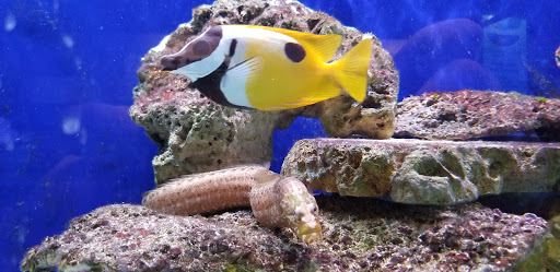 Tropical Fish Store «Reef eScape», reviews and photos, 11141 Lee Hwy ...