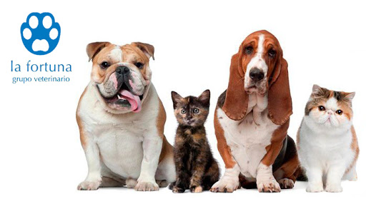 Mivet Hospital Veterinario La Fortuna - Leganés - Horsepital