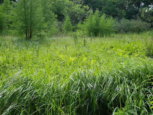 Park «Quaking Bog», reviews and photos, Theodore Wirth Pkwy ...