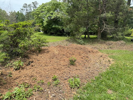Tree Trimming & Removal Services Decatur, GA | Don's Tree Service