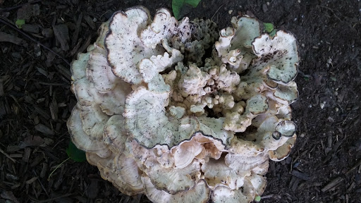 Golf Club «Sands Point Golf Club», reviews and photos, 130 Middle Neck ...