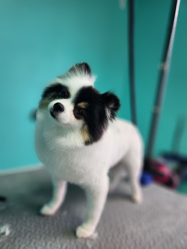 Ruff N Fluff Pet Grooming - Locations from All Over the World