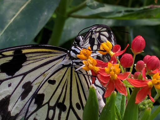 Garden «The Butterfly Place», reviews and photos, 120 Tyngsboro Rd ...