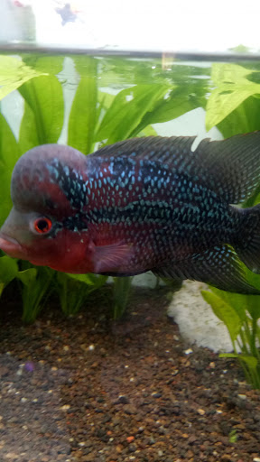 Sai Fish Aquarium in Sion, Mumbai