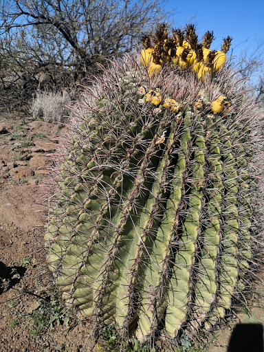 Museum «Slaughter Ranch Museum», reviews and photos, 6153 Geronimo Trl ...