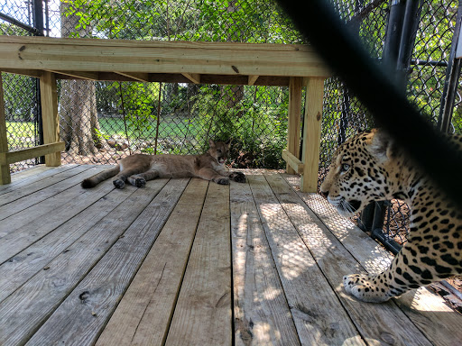 Tourist Attraction «Panther Ridge Conservation Center», reviews and ...