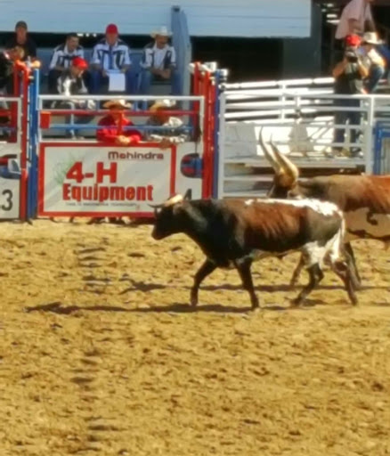Angola Prison Rodeo & Arts in St Francisville, Louisiana - Zaubee