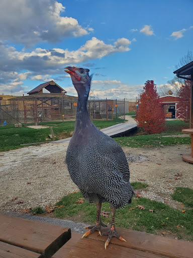 Wildlife Refuge «Big Run Wolf Ranch», reviews and photos, 14857 N ...