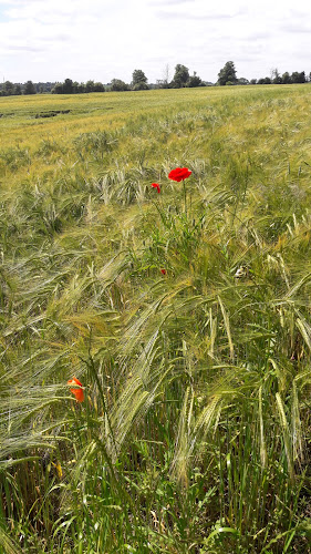 21 reviews of Gate 4 water based astro pitch (Sports Complex) in ...