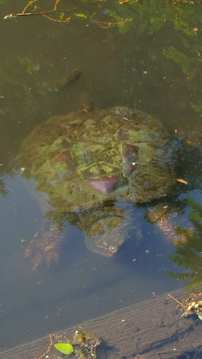 Park «Allison Pond Park», reviews and photos, 406 Prospect Ave, Staten ...