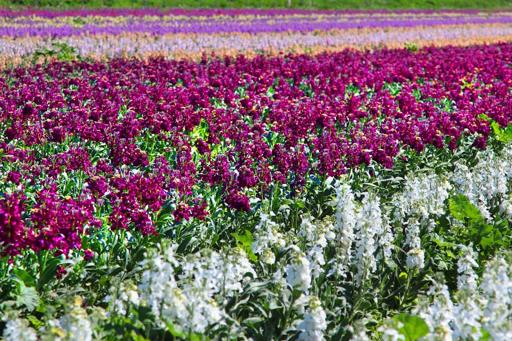 Lompoc Flower Fields - Lompoc, CA 93436 - Location, Reviews, Hours and ...