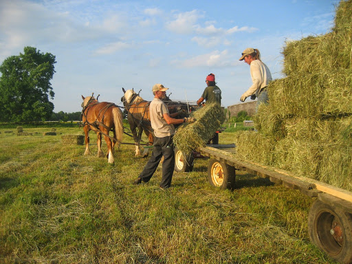 New Beat Farm - AZexplained