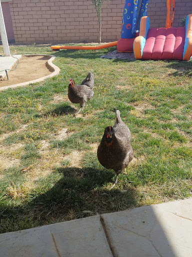 Pet Store «Kahoots Feed & Pet Store», reviews and photos, 16851 Van ...