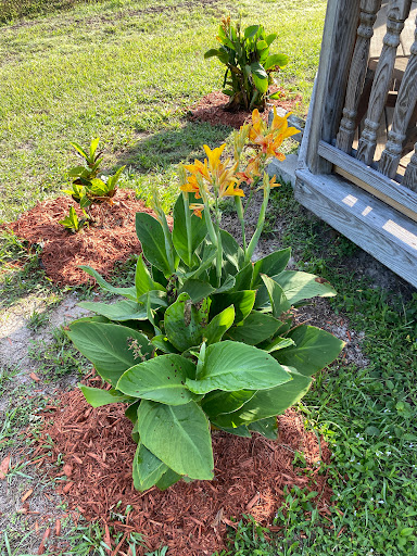 D & B Nursery in Port Charlotte, Florida - Zaubee