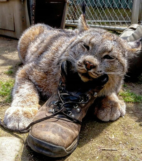 Animal Shelter «Animal Adventures Family Zoo & Rescue Center», reviews ...