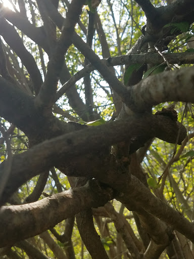 Park «Allsopp Park», reviews and photos, 3700 Cedar Hill Rd, Little ...