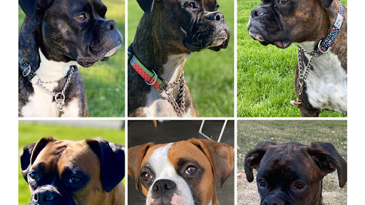 Angels by the Dozen - Boxer Breeder in Stoney Creek