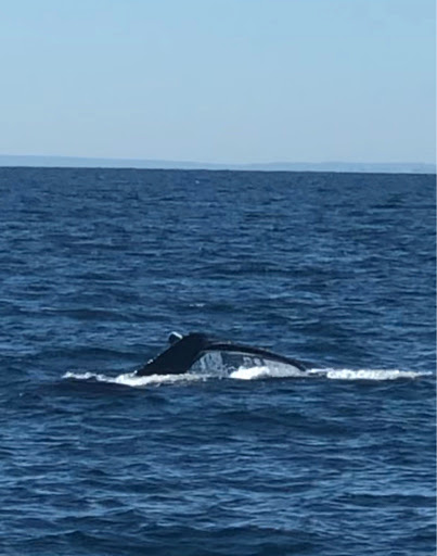 All Sea Charters Whale Watching Busselton - 21 Spinnaker Blvd ...