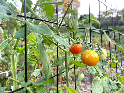 Carrboro Community Garden - AZexplained