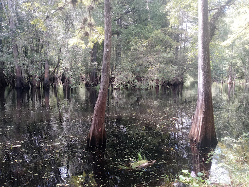 Hog Island Recreation Area, Campground & Kayak Launch - Withlacoochee ...