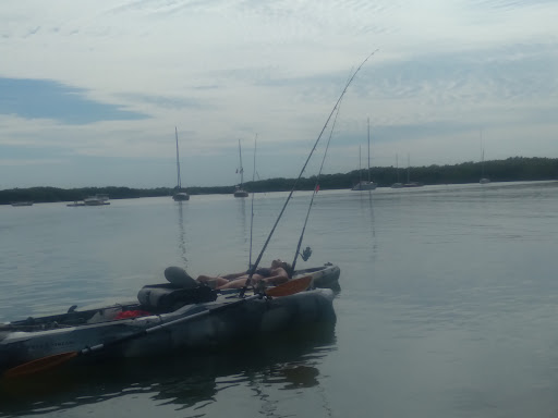 Gandy Beach Mangroves in St. Petersburg, Florida - Zaubee