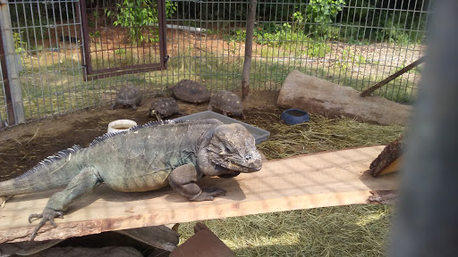 Pet Store «Zoo Creatures Pet Store», reviews and photos, 149 Plaistow ...