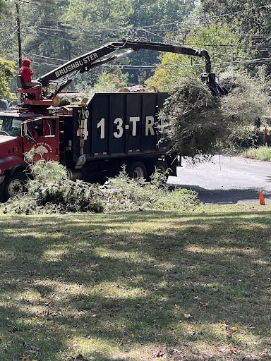 Tree Service in Decatur, GA | Tree Trimming & Removal