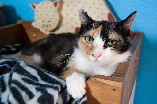 Selma Animal Shelter - AZexplained