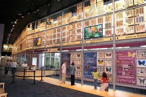Natural History Museum «Florida Museum of Natural History», reviews and ...