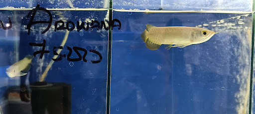 Kolathur Fish Market - Mahatma Gandhi Nagar, Girija Nagar, Kolathur ...