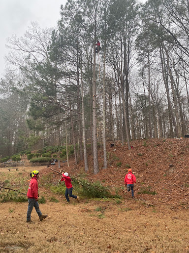 Tree Trimming & Removal Services Decatur, GA | Don's Tree Service